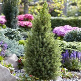 Buy Picea glauca Perfecta 9 cm pot affordable | Gardens4You.eu
