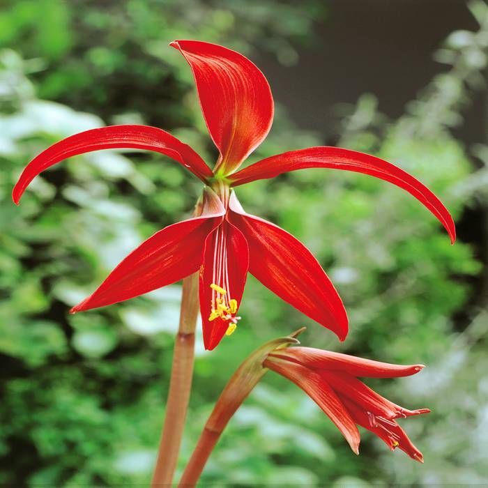 Buy Sprekelia Gold Dust Lily St.James Lily affordable | Gardens4You.eu