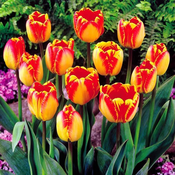 Buy Tulip darwin hybrid Banja Luka x 10 affordable | Gardens4You.eu