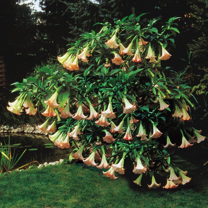 Buy Brugmansia Pink Angels Trumpets affordable | Gardens4You.eu