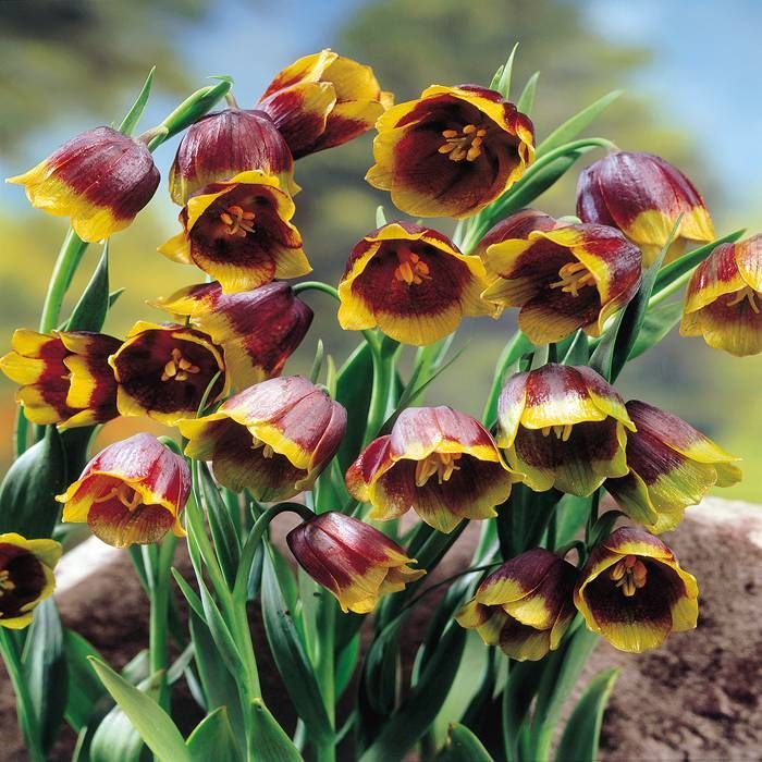 Buy Michaels Fritillaria Uva Vulpis x 10 affordable | Gardens4You.eu