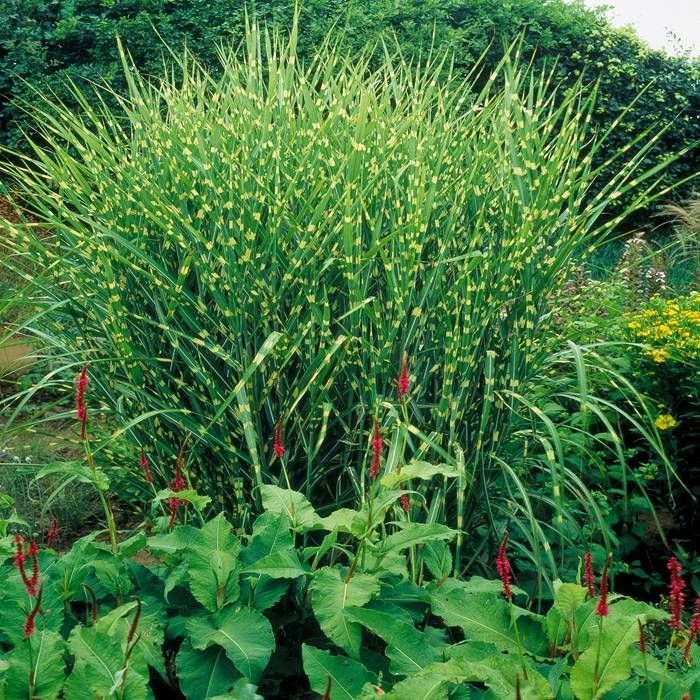Miscanthus Zebrinus