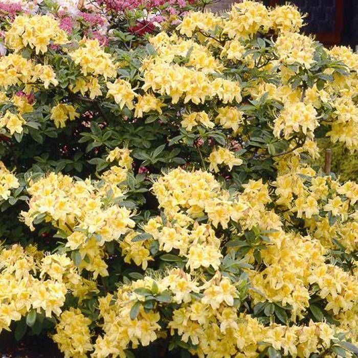 Buy Azalea Mollis Yellow affordable | Gardens4You.eu