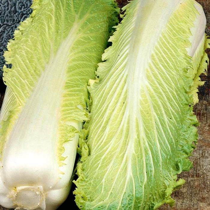 Buy Chinese cabbage Michihili affordable | Gardens4You.eu
