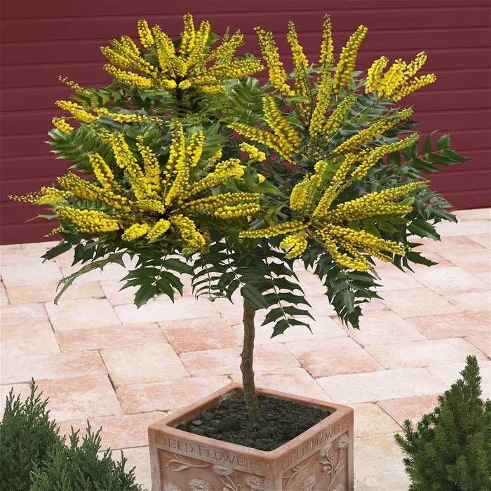 Buy Standard Mahonia media Winter Sun affordable | Gardens4You.eu