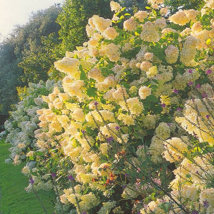 Hydrangea Paniculata Grandiflora Tree