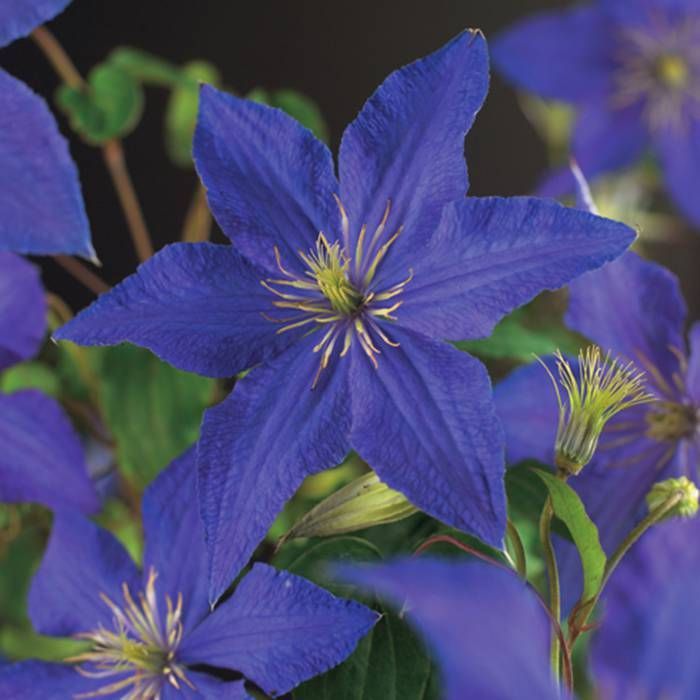 Buy Clematis Rhapsody affordable | Gardens4You.eu