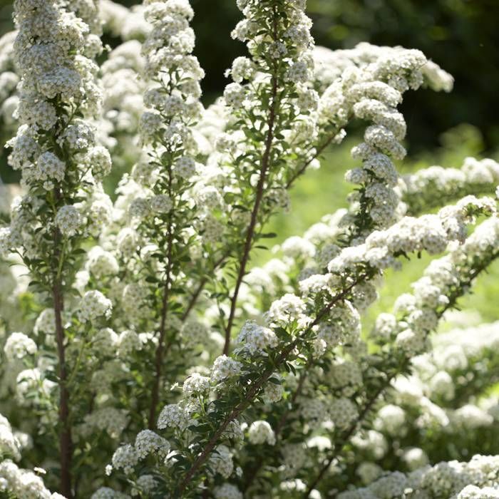 Buy Spiraea nipponica June Bride affordable | Gardens4You.eu