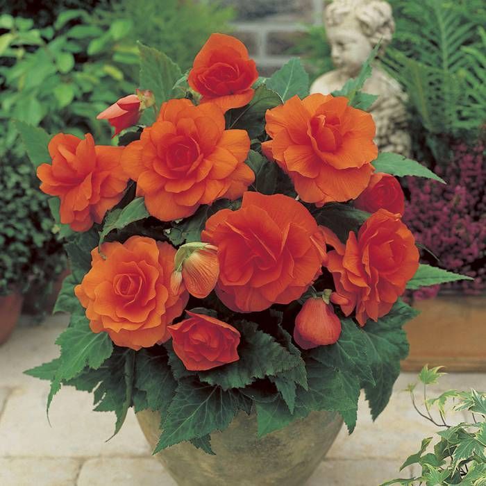 Orange Begonia Plant