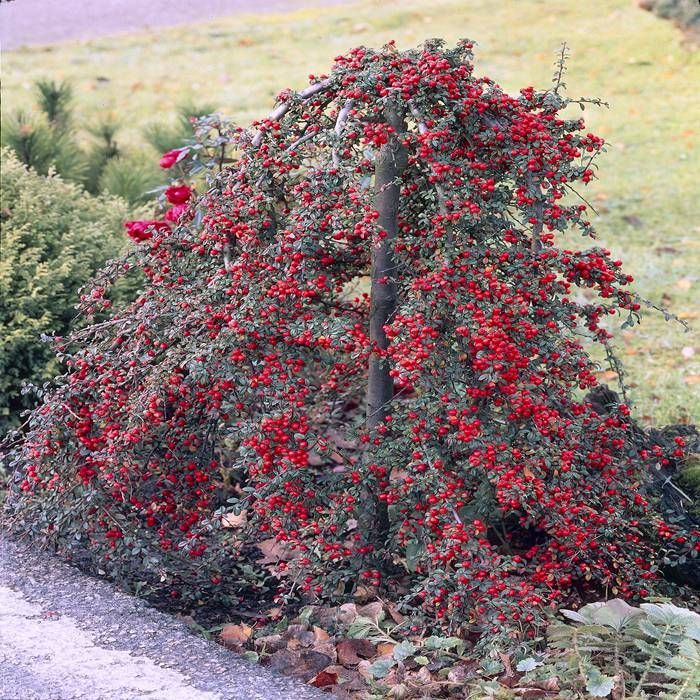 Cotoneaster Tree