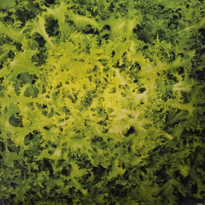 Buy Endive Yellow Curled affordable | Gardens4You.eu