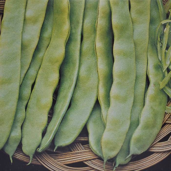 Buy French Climbing Beans 100 Gr affordable | Gardens4You.eu