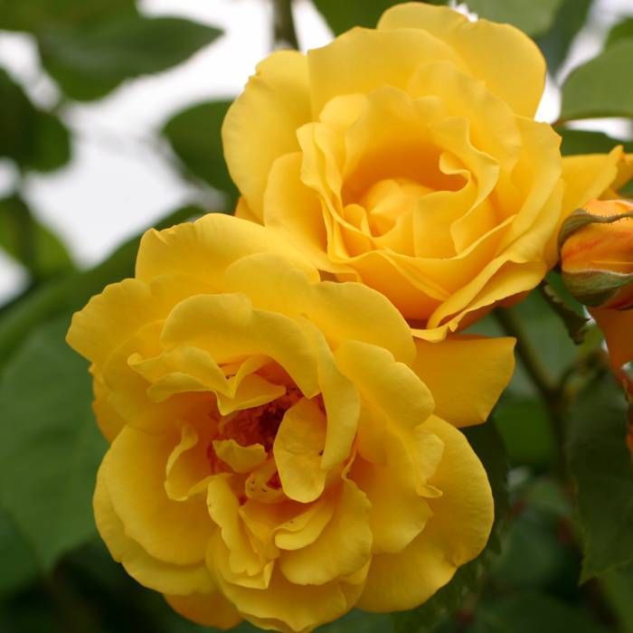 Climbing Yellow Rose Bush
