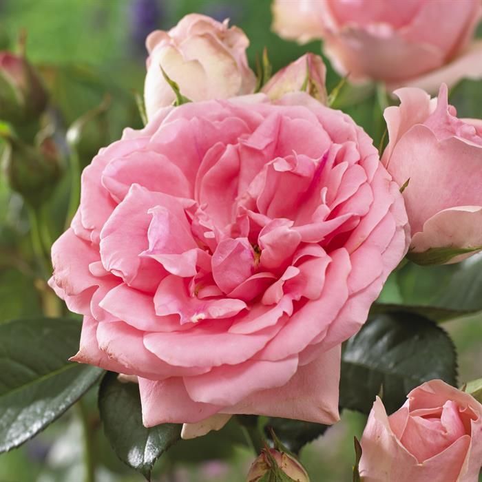 Buy Floribunda Rose Kimono 3ltr Pot affordable | Gardens4You.eu