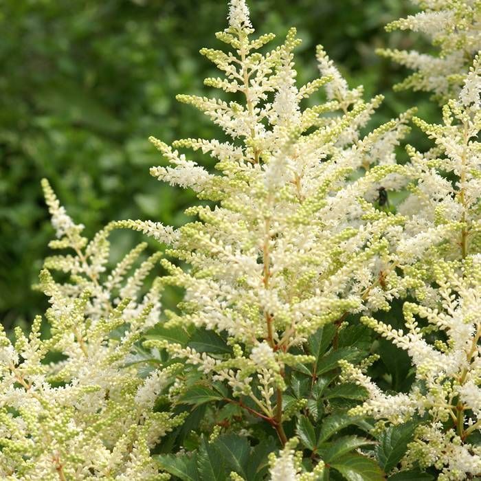 Astilbe White