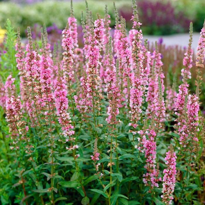 Buy Lythrum Salicaria Blush 9 cm pot affordable | Gardens4You.eu