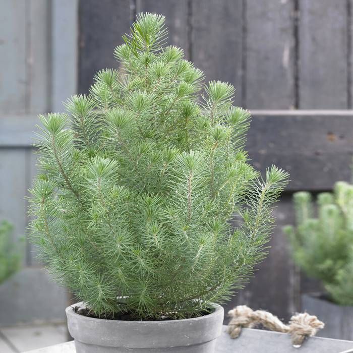 Buy Pinus Silver Crest 60 cm (17 cm pot) affordable | Gardens4You.eu