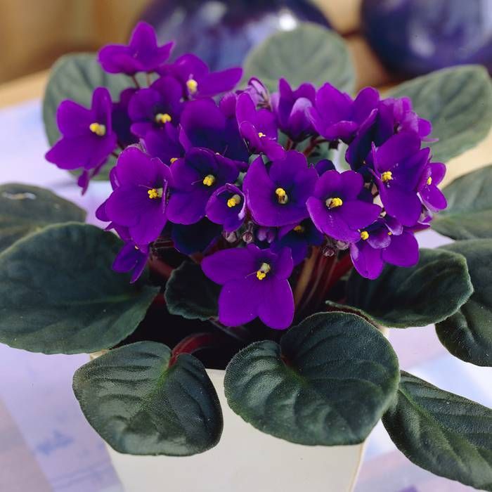 Delta Sigma Theta African Violet