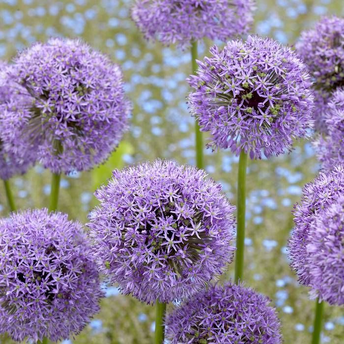 Buy Allium Gladiator x 5 affordable | Gardens4You.eu